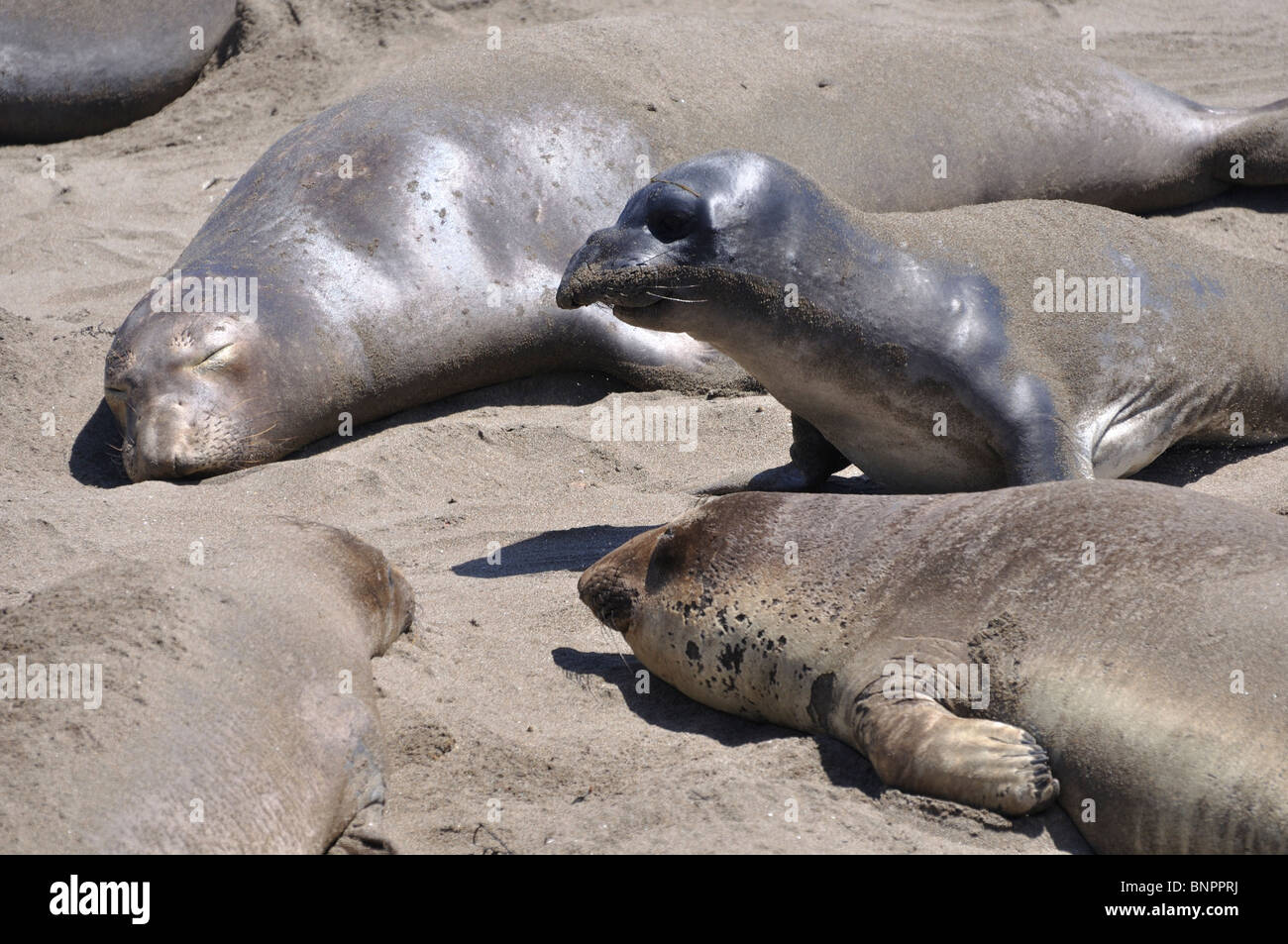 Elephant seals colony during molting period, Piedras Blancas beach ...