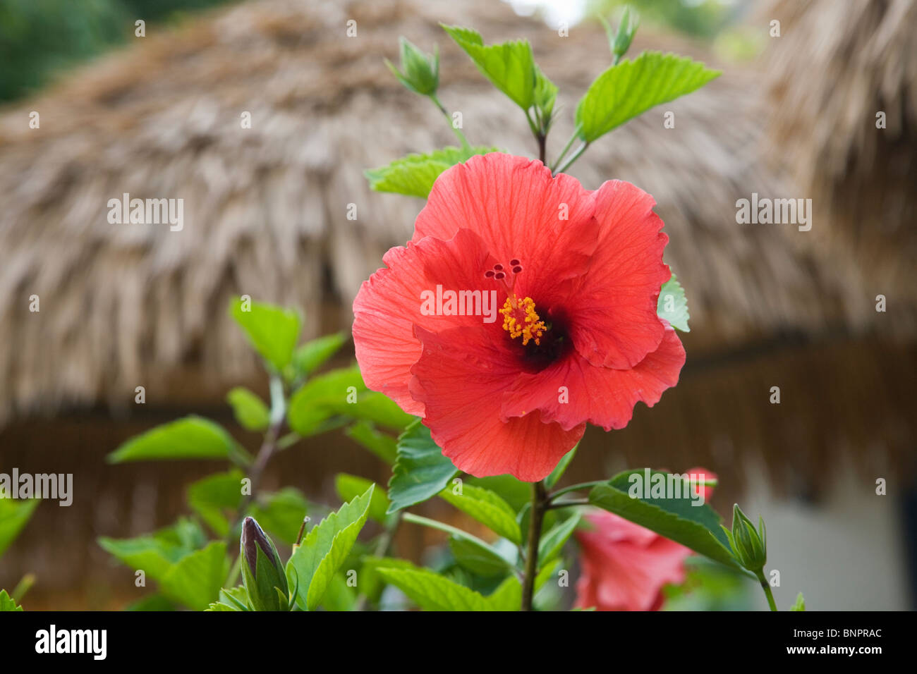 A red hibiscus flower Stock Photo - Alamy