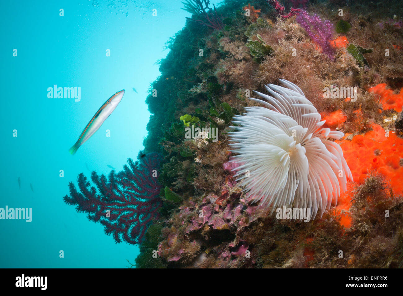 Spiral Tube Worm in Coral Reef, Spirographis spallanzani, Cap de Creus ...