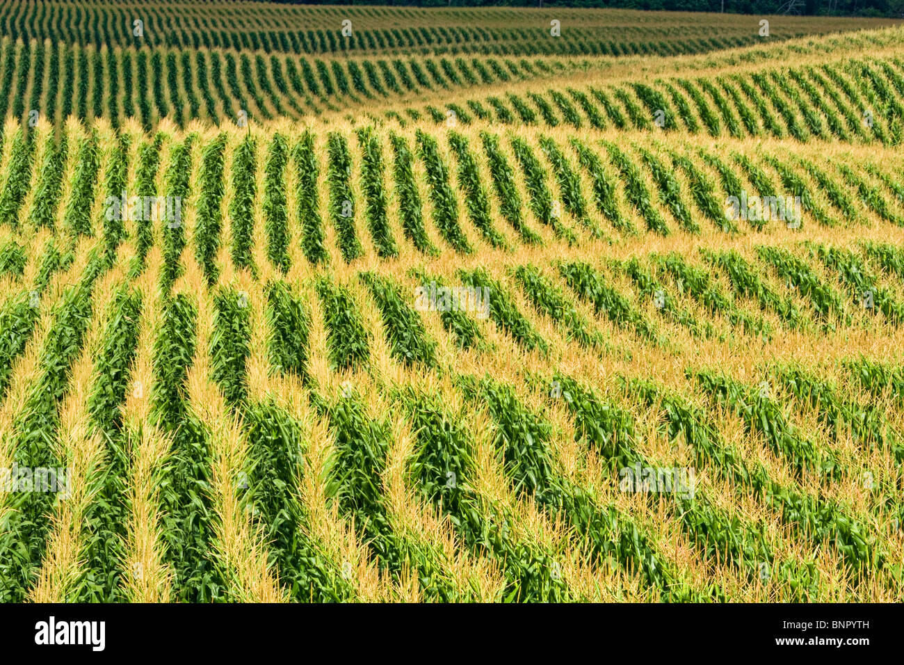 Crop rows in Huron County, Ontario, Canada Stock Photo - Alamy
