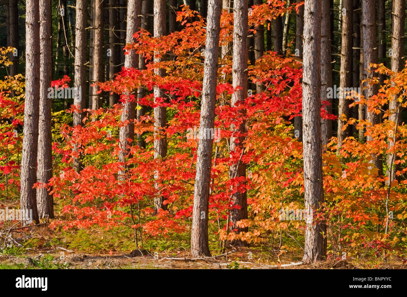 Maples forest canada hi-res stock photography and images - Alamy