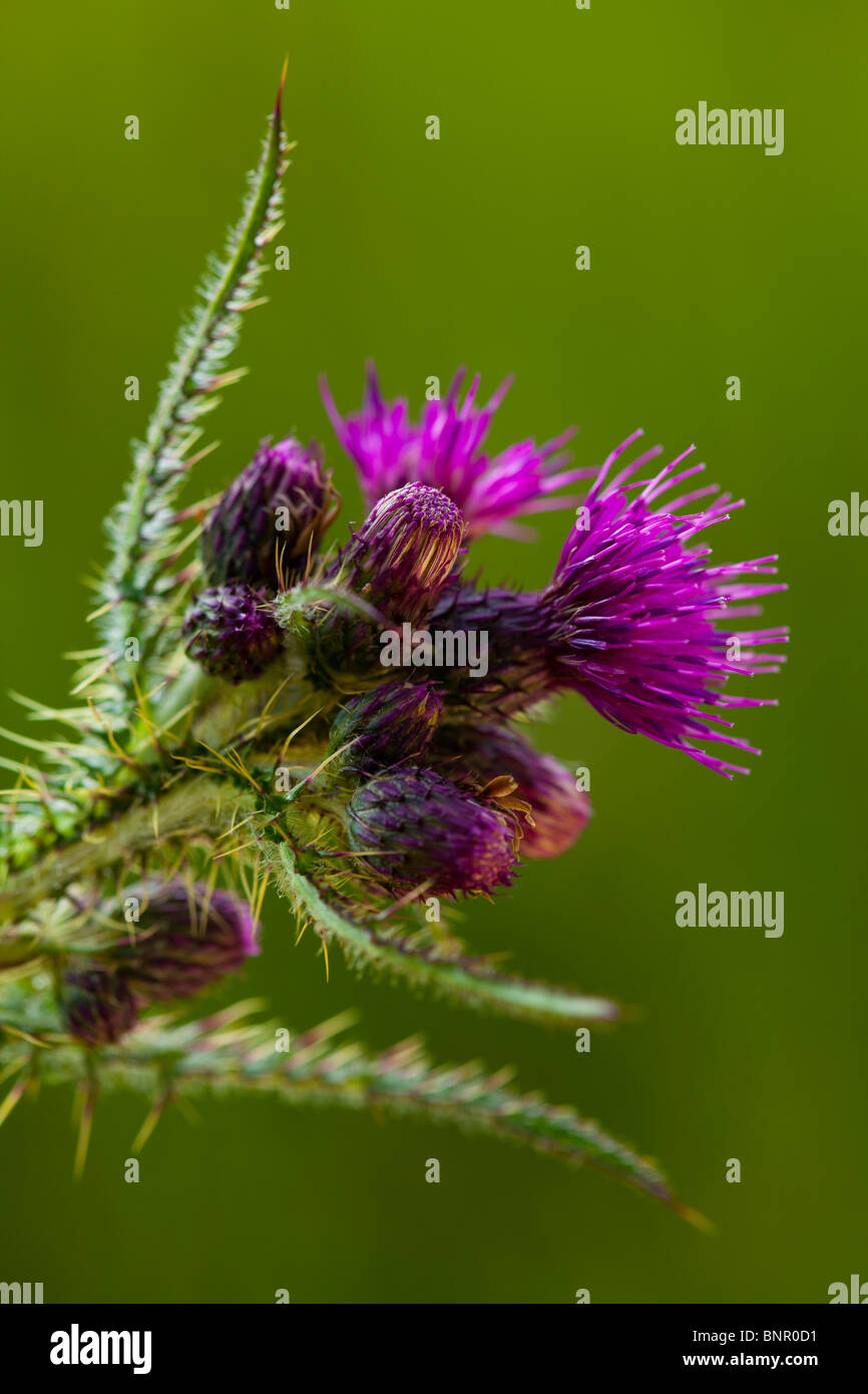 Thistle scotland emblem hi-res stock photography and images - Alamy