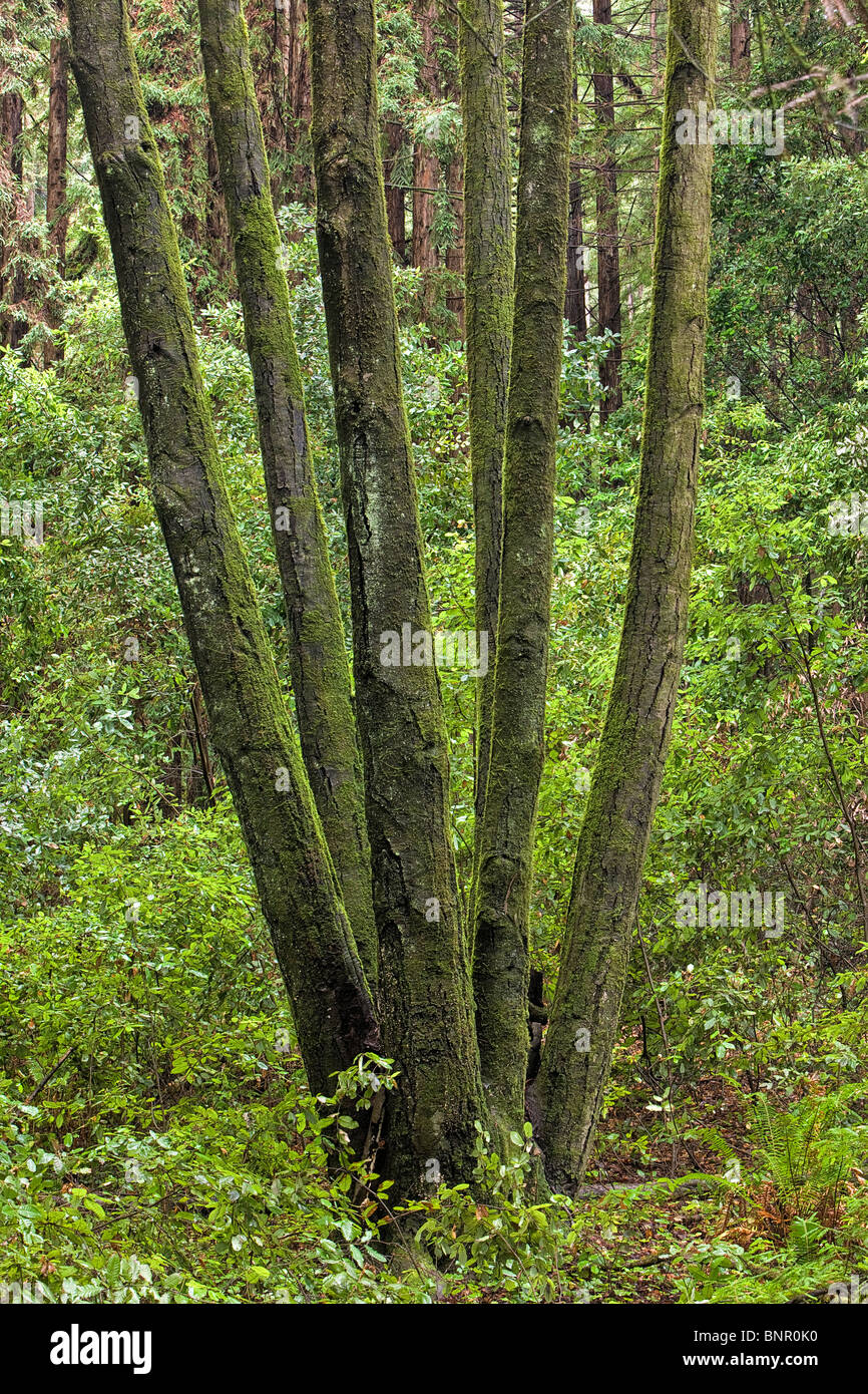 Same tree hi-res stock photography and images - Alamy