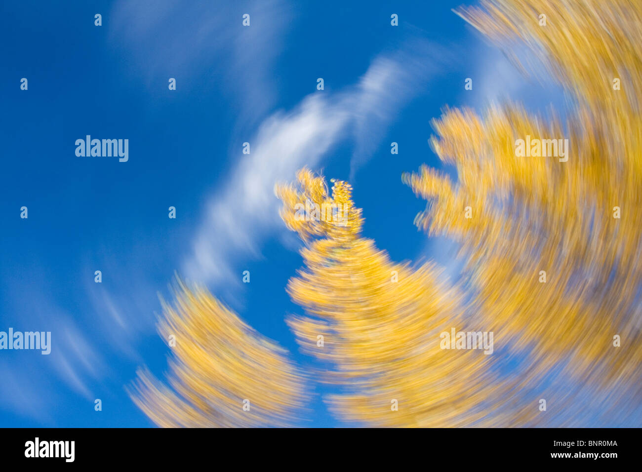 Swirl trees hi-res stock photography and images - Alamy
