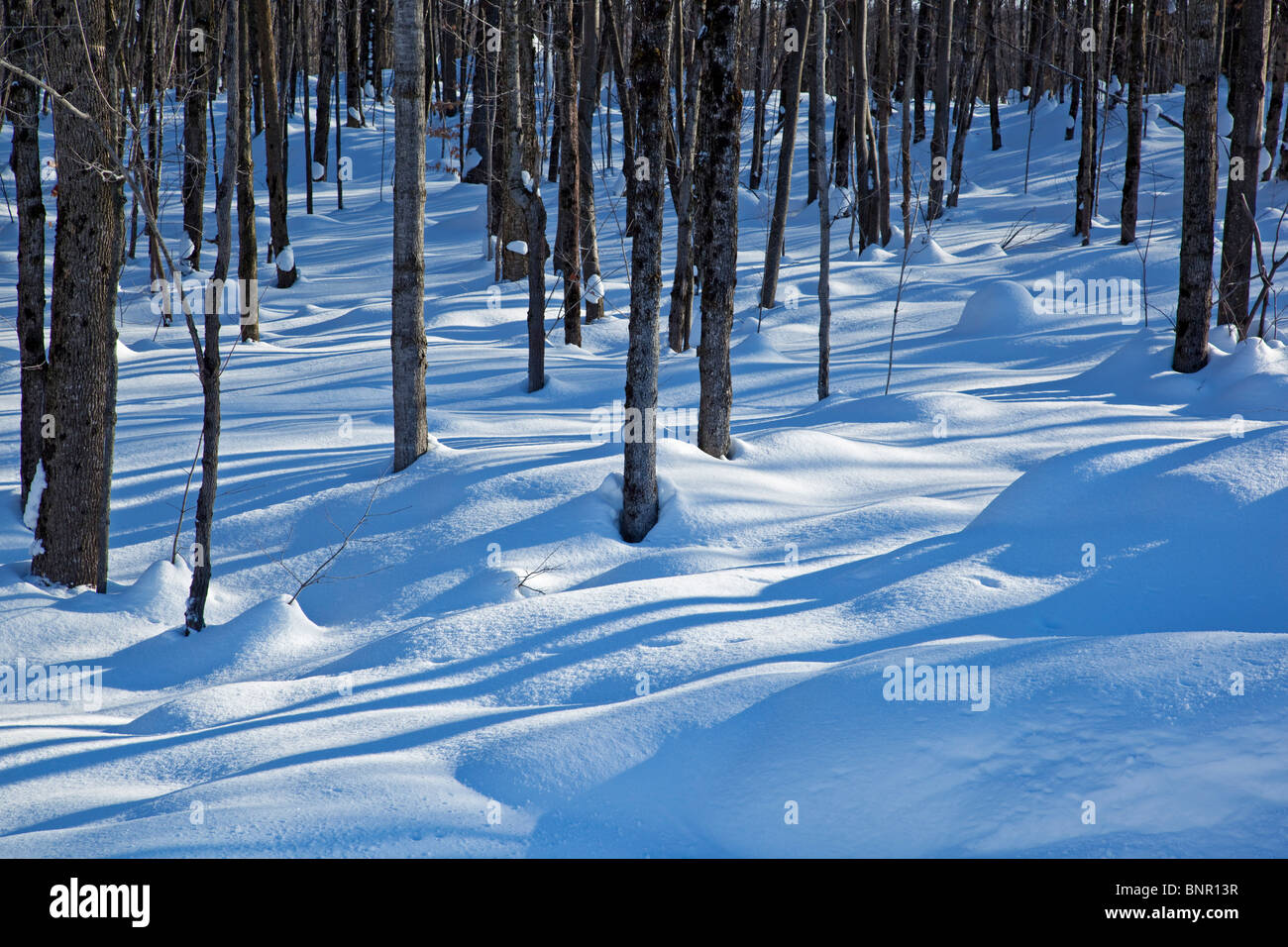 Forest in winter, Parry Sound District, Ontario, Canada Stock Photo - Alamy