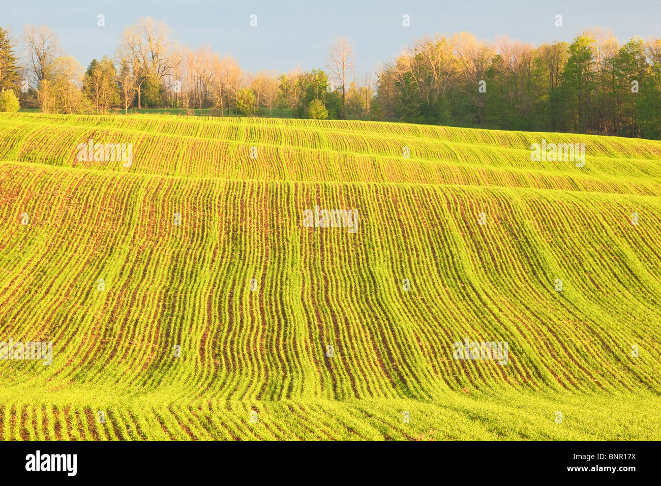 Recently planted field in spring, Ontario, Canada Stock Photo - Alamy