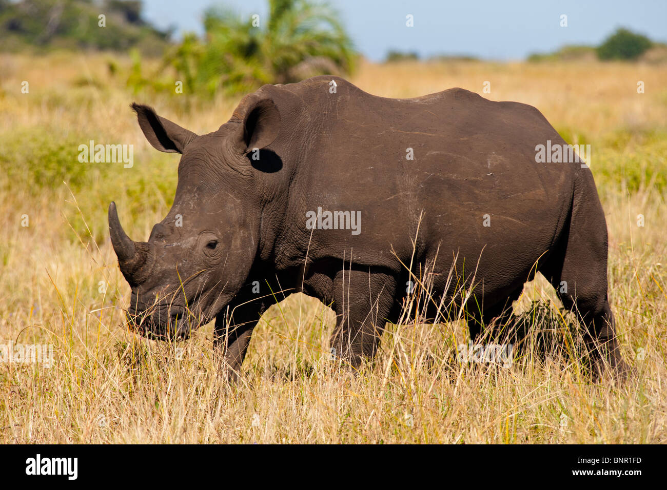Rhino wildlife africa hi-res stock photography and images - Alamy