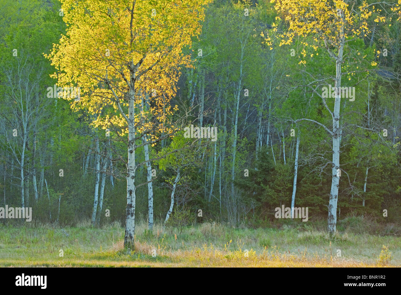 Back-lit aspen trees in spring Stock Photo - Alamy
