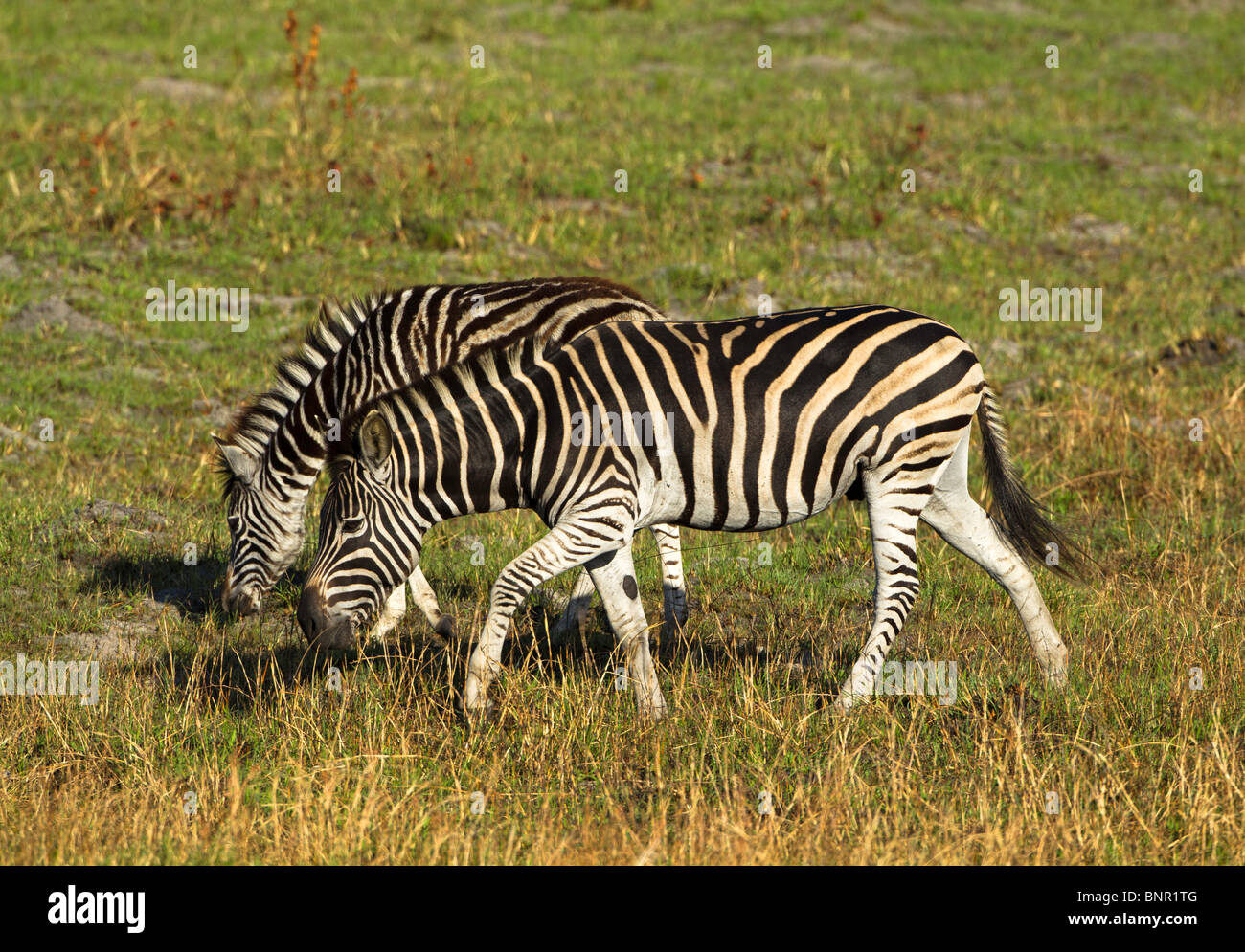 Zebra grass two green hi-res stock photography and images - Alamy