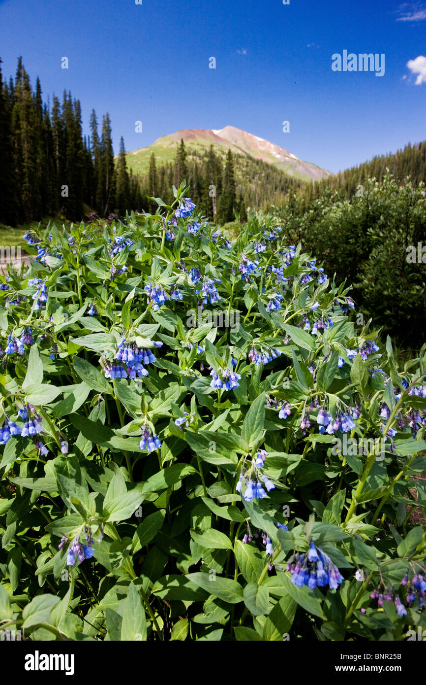 Mountain Bluebell wildflowers and Paradise Basin, north of Crested ...
