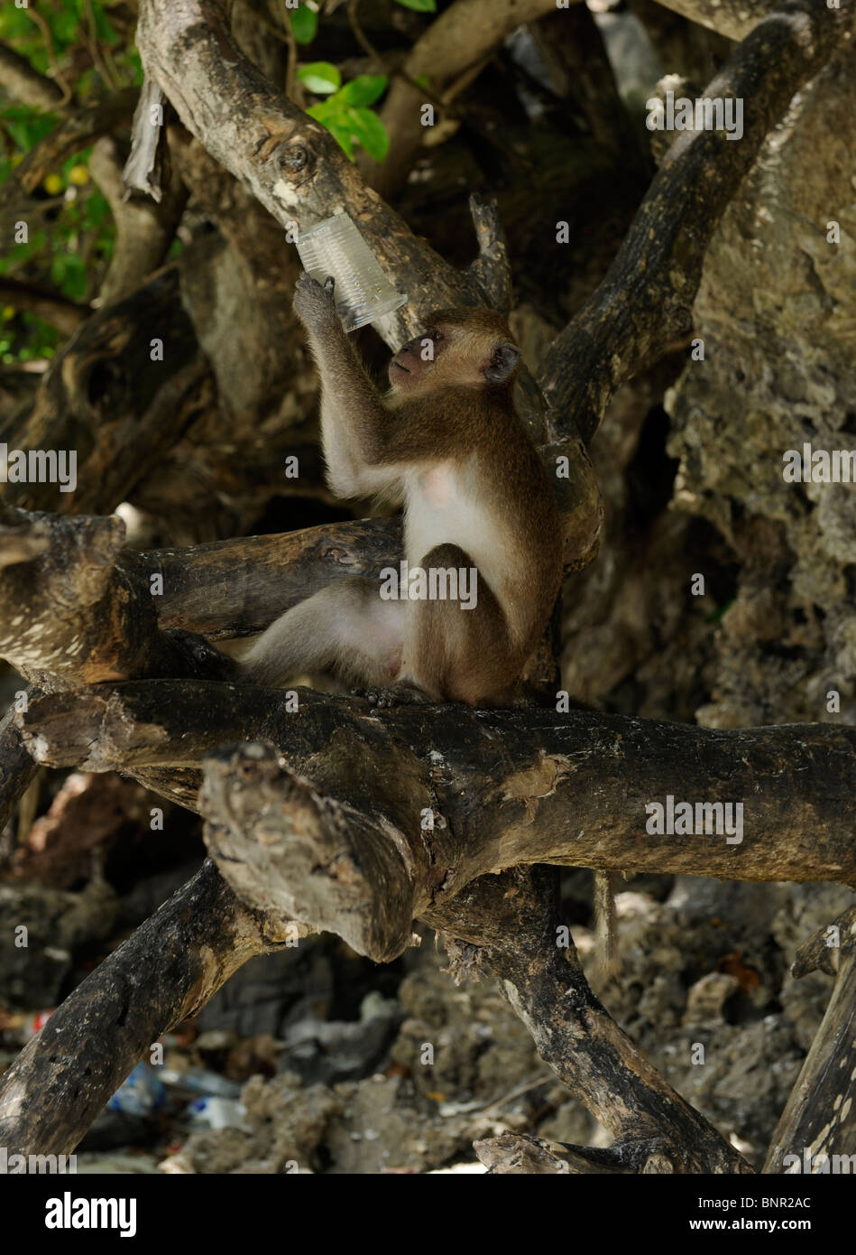 monkey sitting on tree at monkey beach and drinking from plastic cup ...