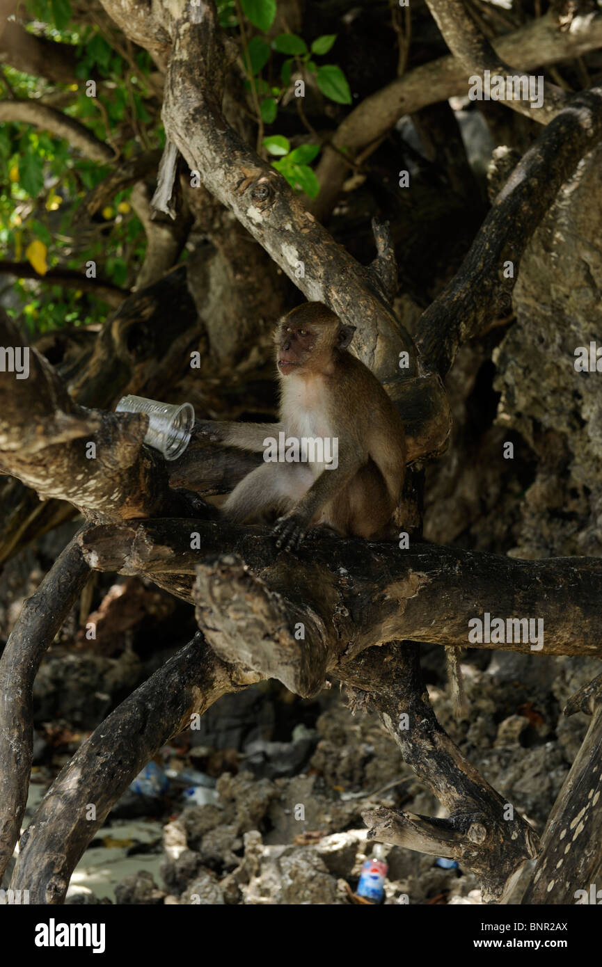 monkey sitting on tree at monkey beach, koh phi phi leh , phi phi ...