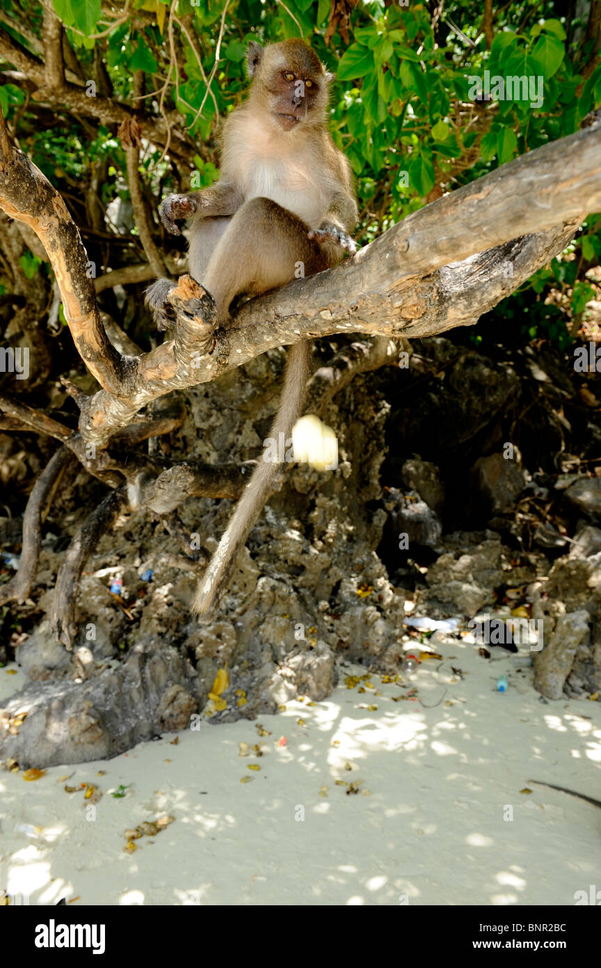 monkey sitting on the tree at monkey beach, koh phi phi leh , phi phi ...
