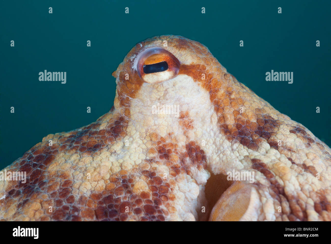 Octopus eyes hi-res stock photography and images - Alamy