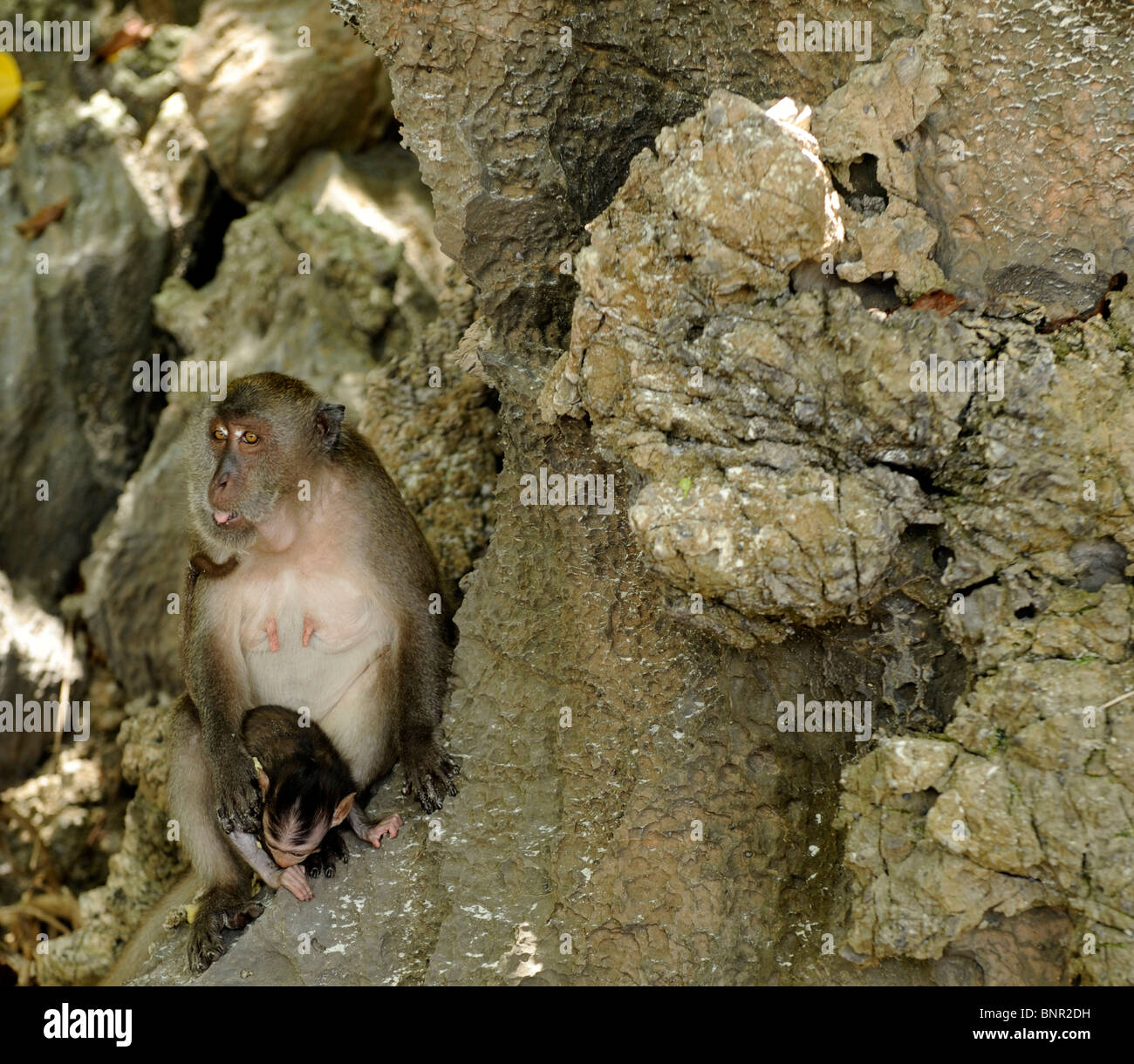 monkey relaxing on the rocks at monkey beach, koh phi phi leh , phi phi ...
