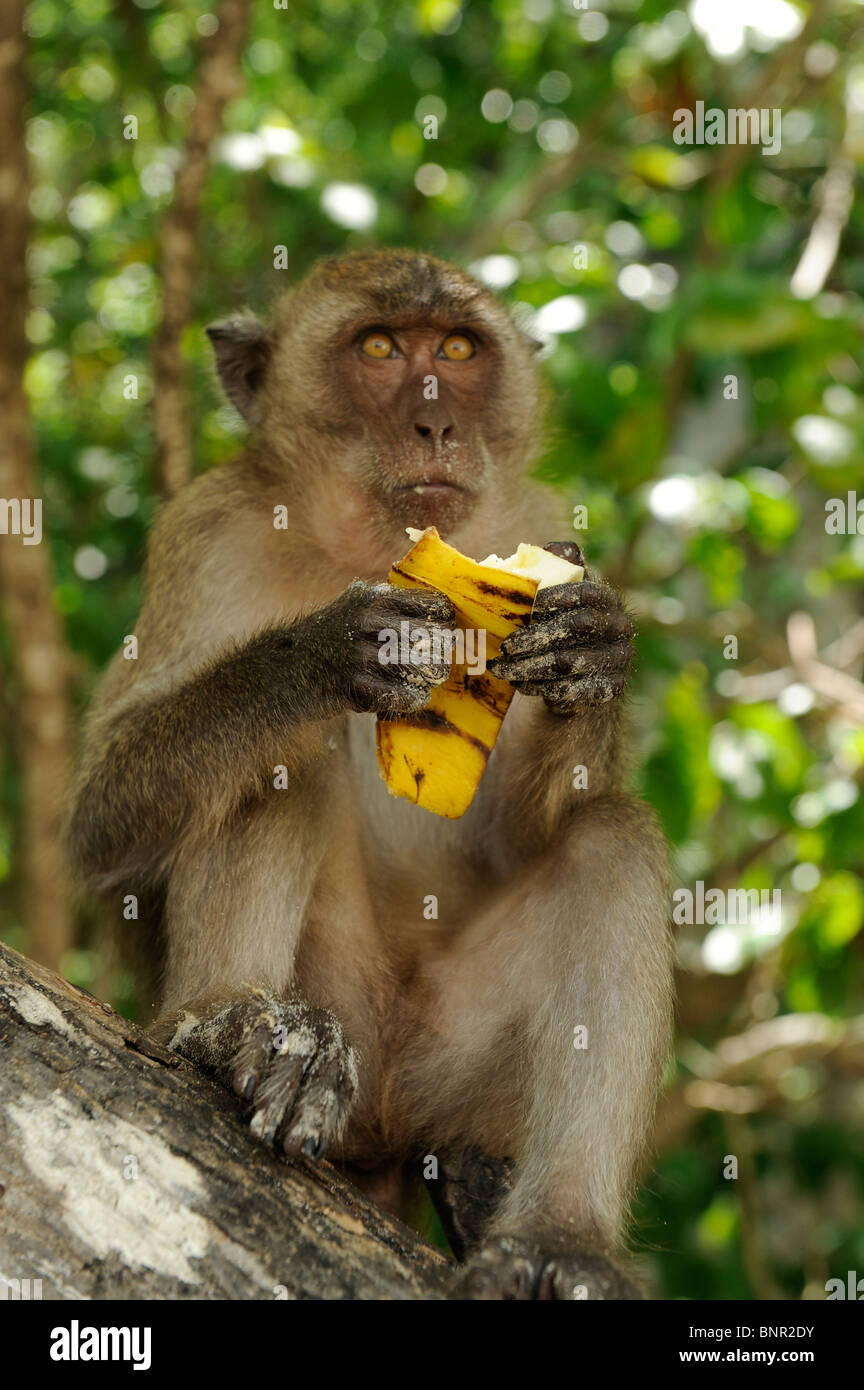 monkey eating banana at monkey beach, koh phi phi leh , phi phi islands ...