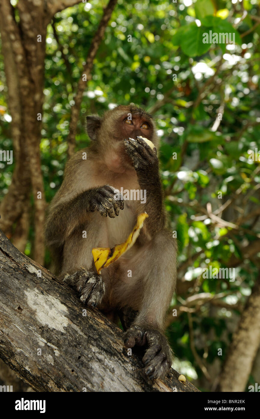 monkey eating banana at monkey beach, koh phi phi leh , phi phi islands ...