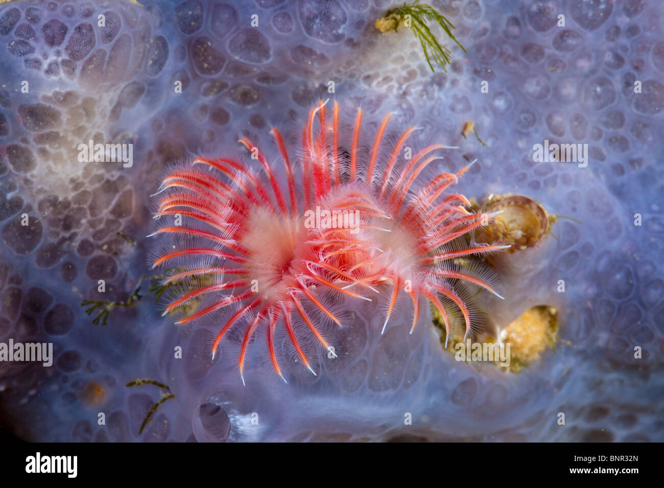 Red tube worms hi-res stock photography and images - Alamy