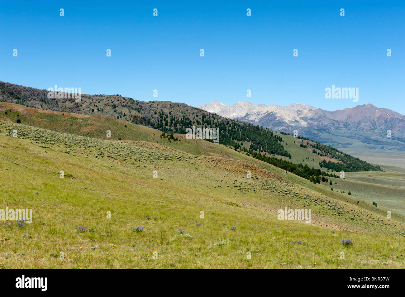Antelope Pass area of the Copper Basin, near Sun Valley, Idaho Stock ...
