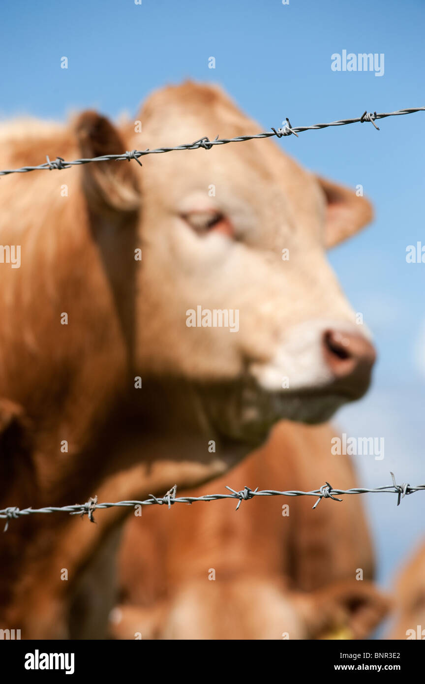 Barbed wire fence cattle farm hi-res stock photography and images - Alamy