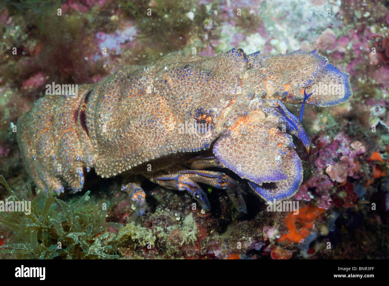 Greater locust lobster scyllarides latus hi-res stock photography and ...