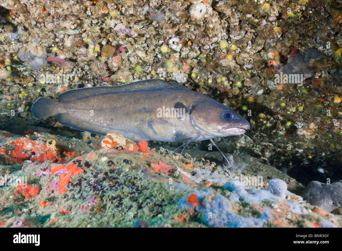 Forkbeard fish hi-res stock photography and images - Alamy