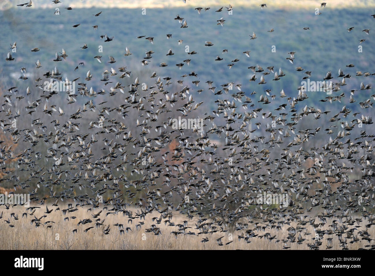Flock of starlings (Sturnus vulgaris) taking off in winter - Provence ...