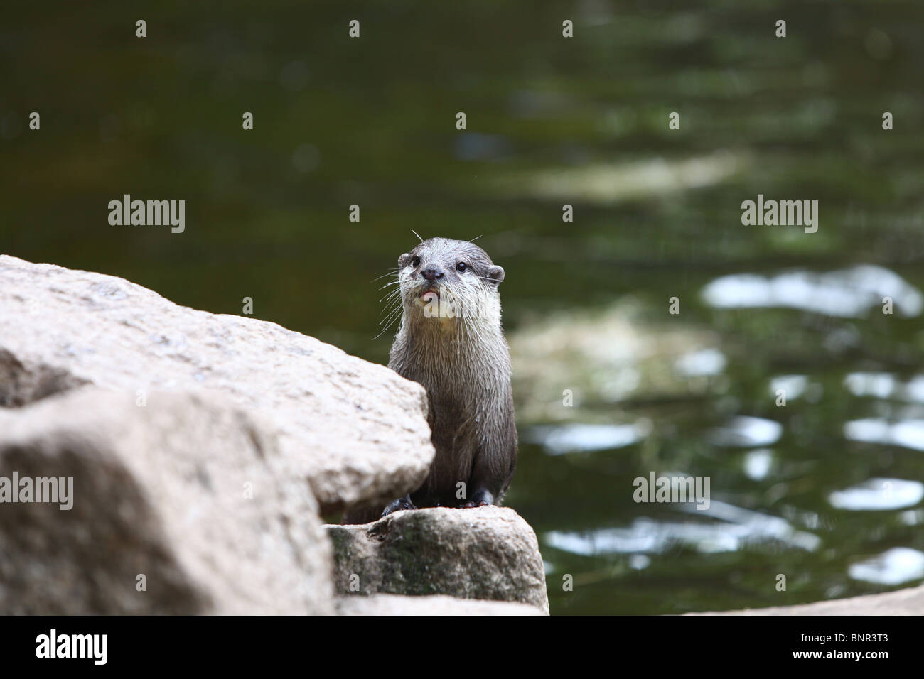 Otters at an otter sanctuary, South Devon,Devon,England Stock Photo - Alamy