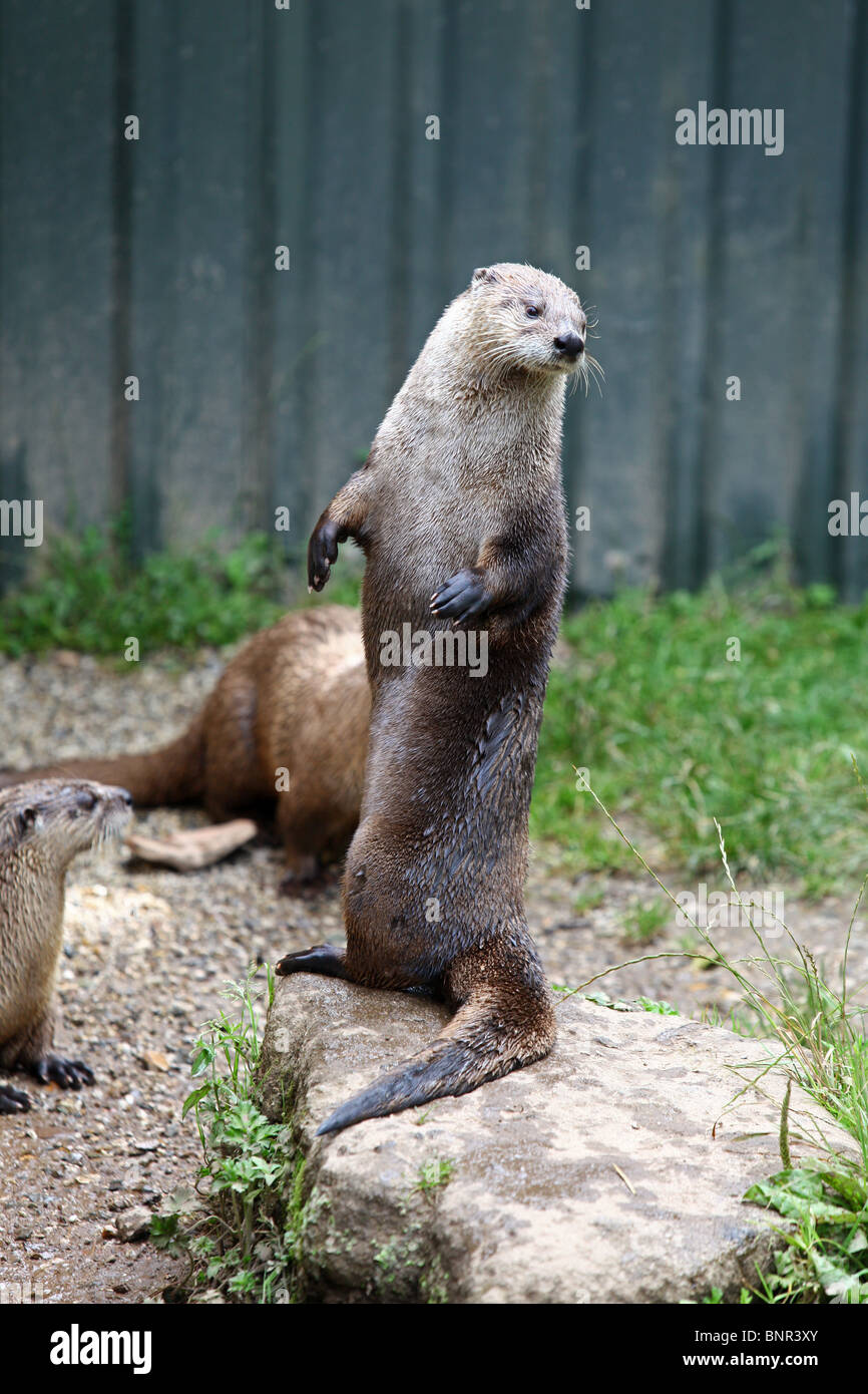 Otters at an otter sanctuary, South Devon,Devon,England Stock Photo - Alamy