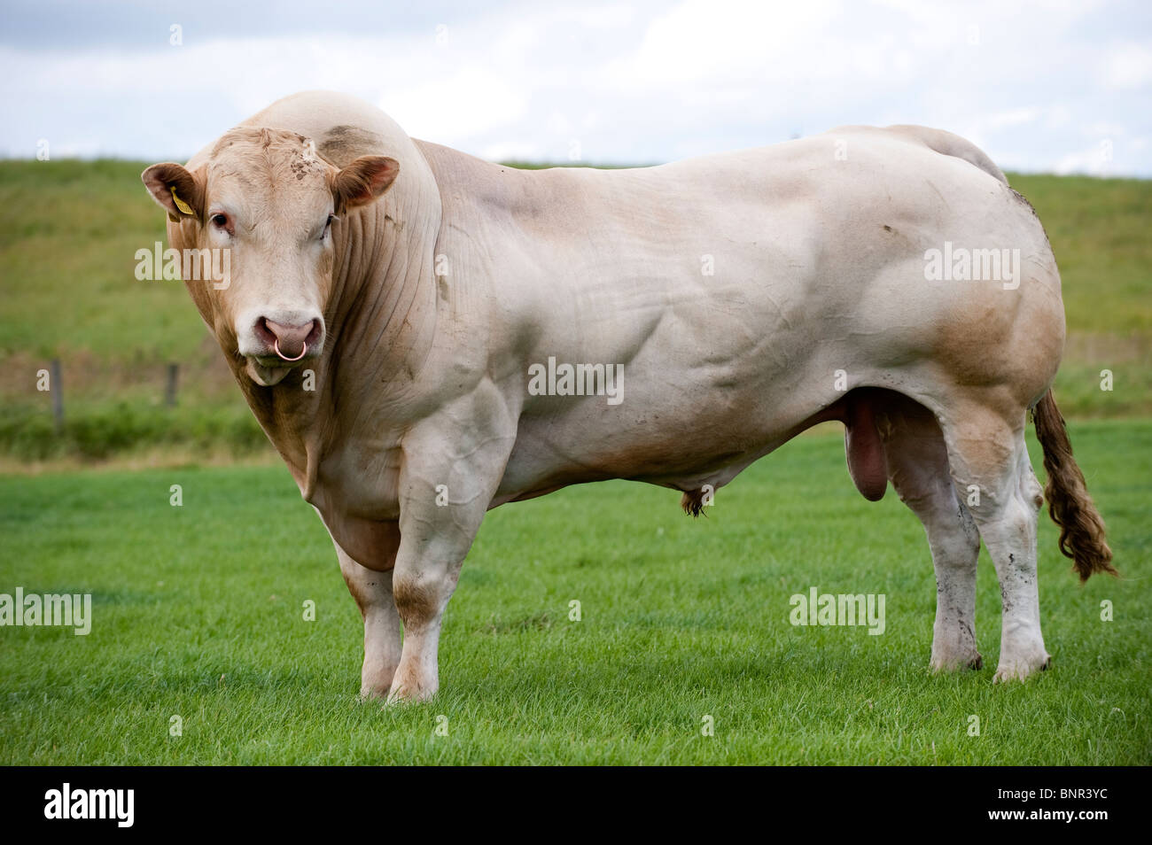 Pedigree cattle hi-res stock photography and images - Alamy