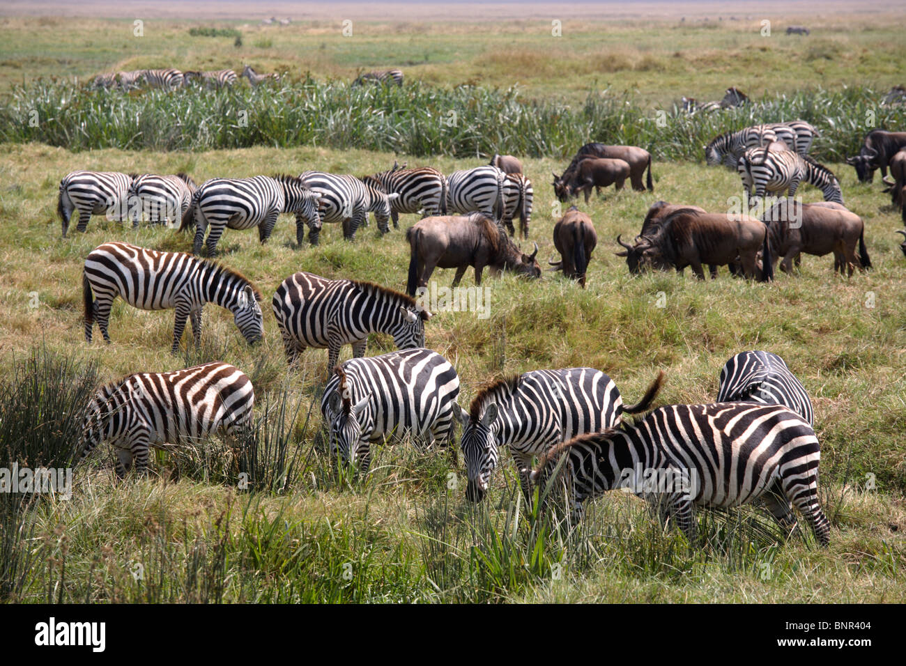 Zebra Herd Grazing