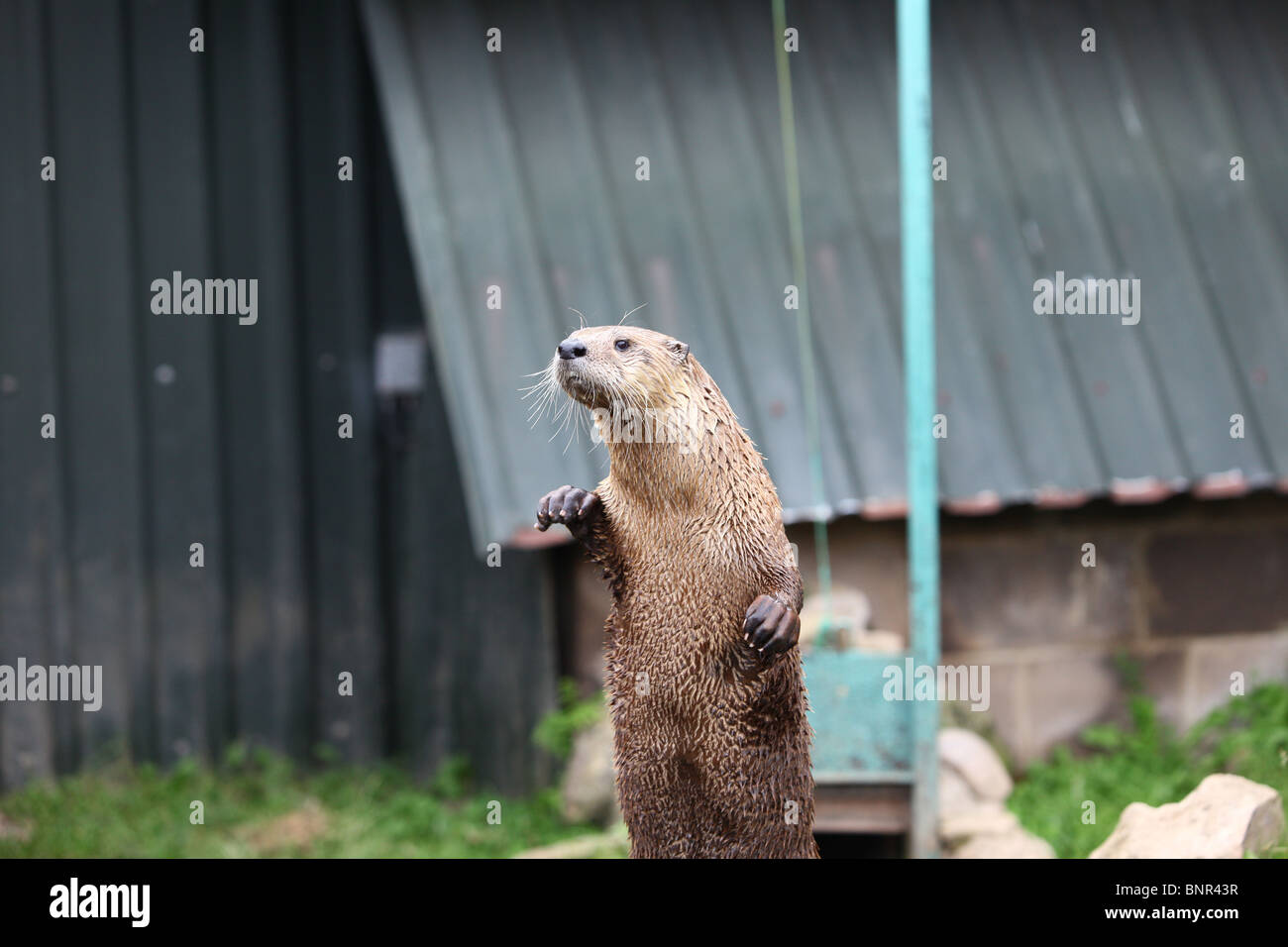 Otter at an otter sanctuary, South Devon,Devon,England Stock Photo - Alamy