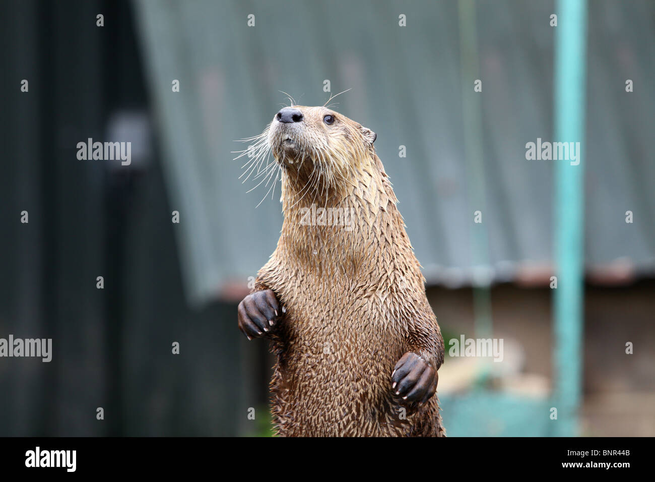 Otter at an otter sanctuary, South Devon,Devon,England Stock Photo - Alamy