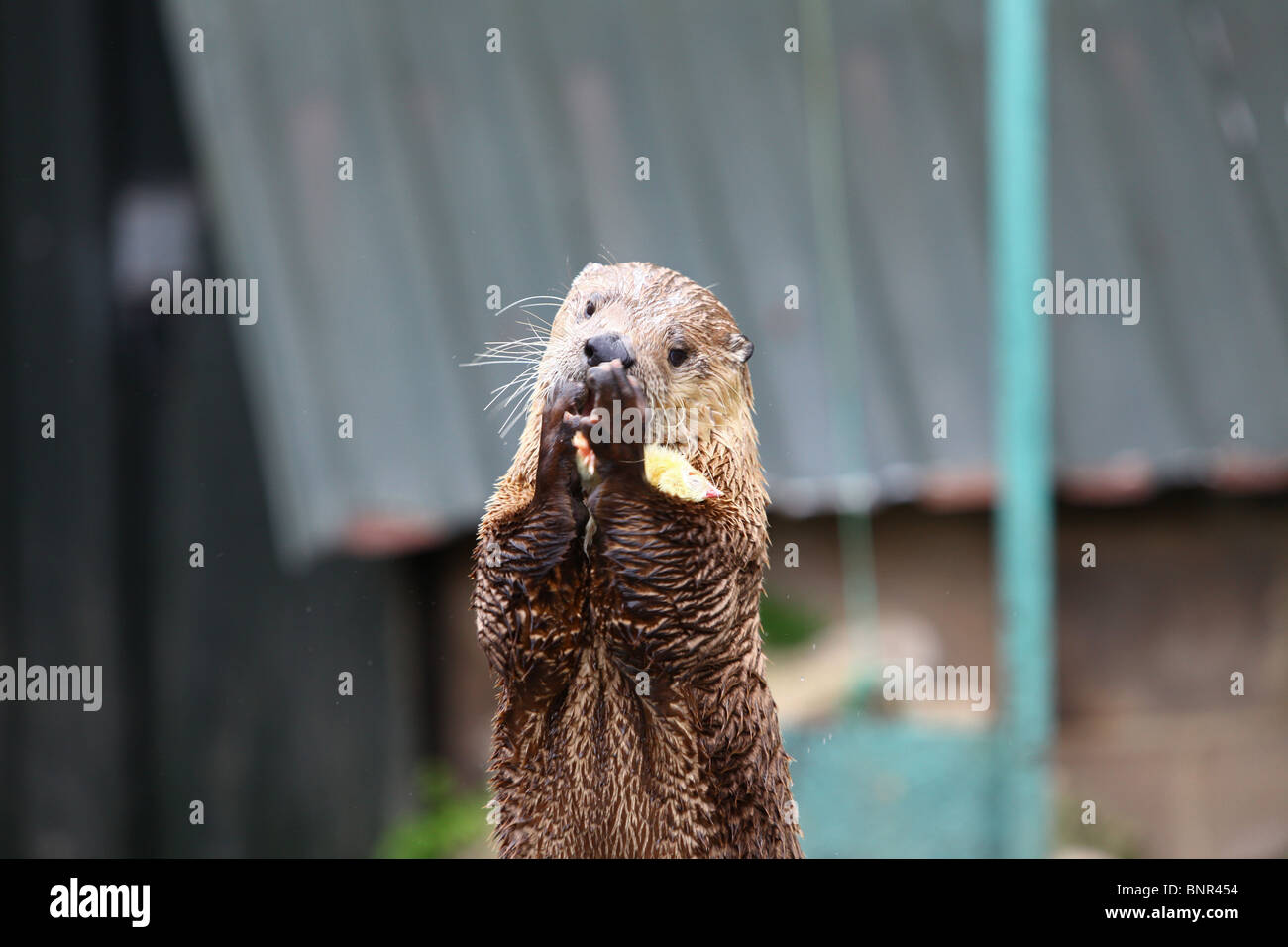 Otter enjoying feeding at an otter sanctuary, South Devon,Devon,England ...