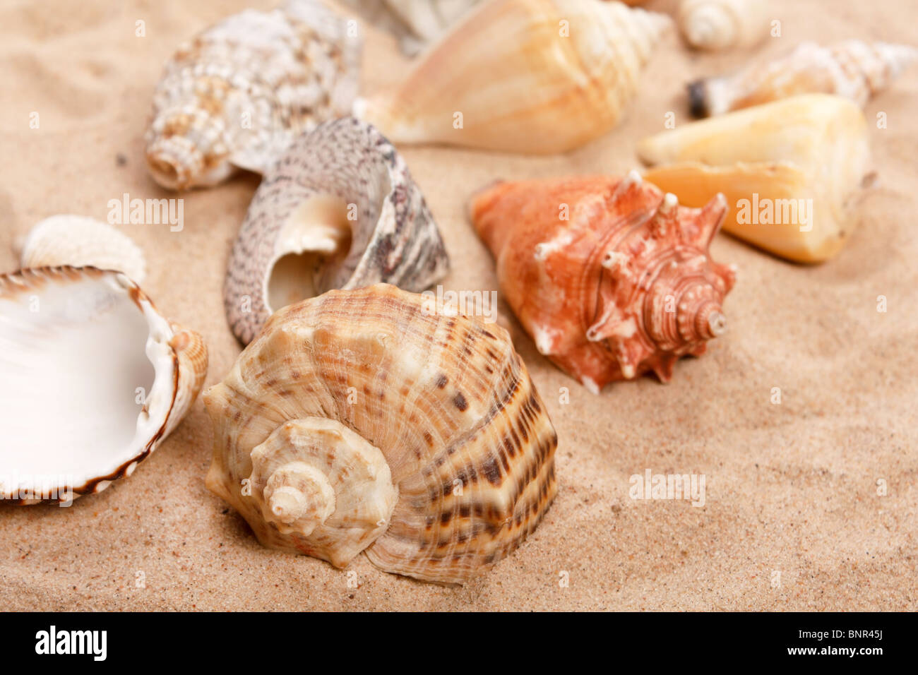 shells on the beach Stock Photo - Alamy