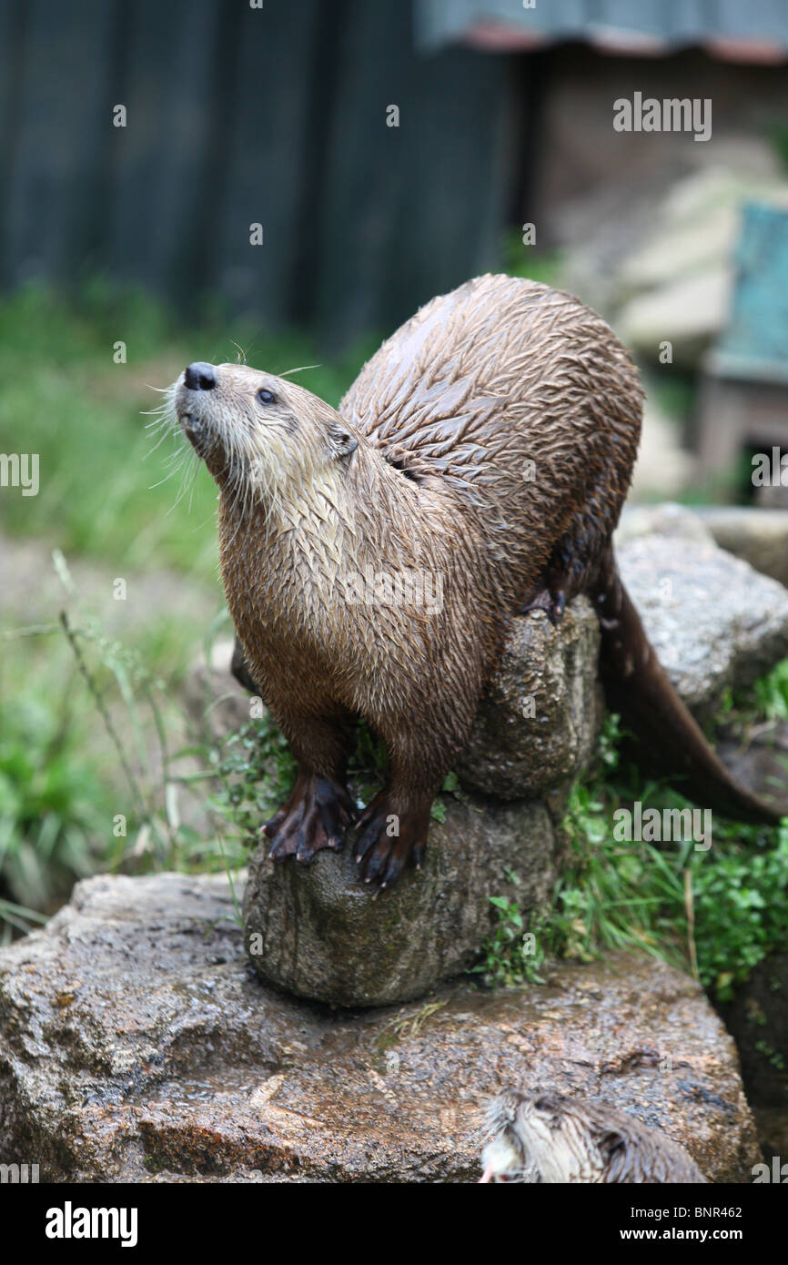 Otter on a rock at an otter sanctuary, South Devon,Devon,England Stock ...