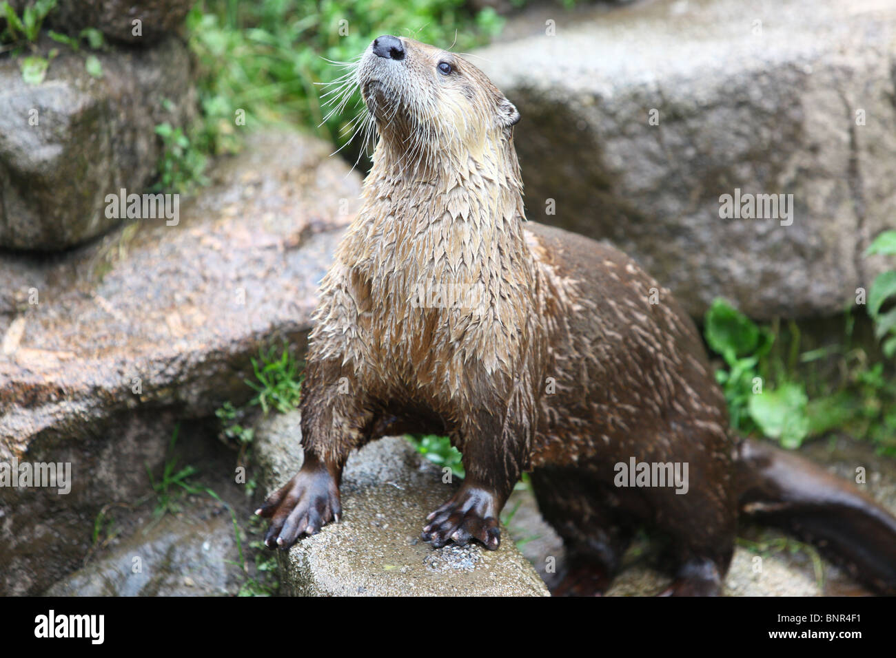 Otter at an otter sanctuary, South Devon,Devon,England Stock Photo - Alamy