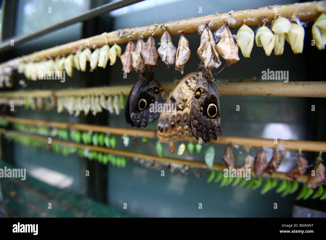 Butterflies and chrysalis at a butterfly farm Stock Photo - Alamy