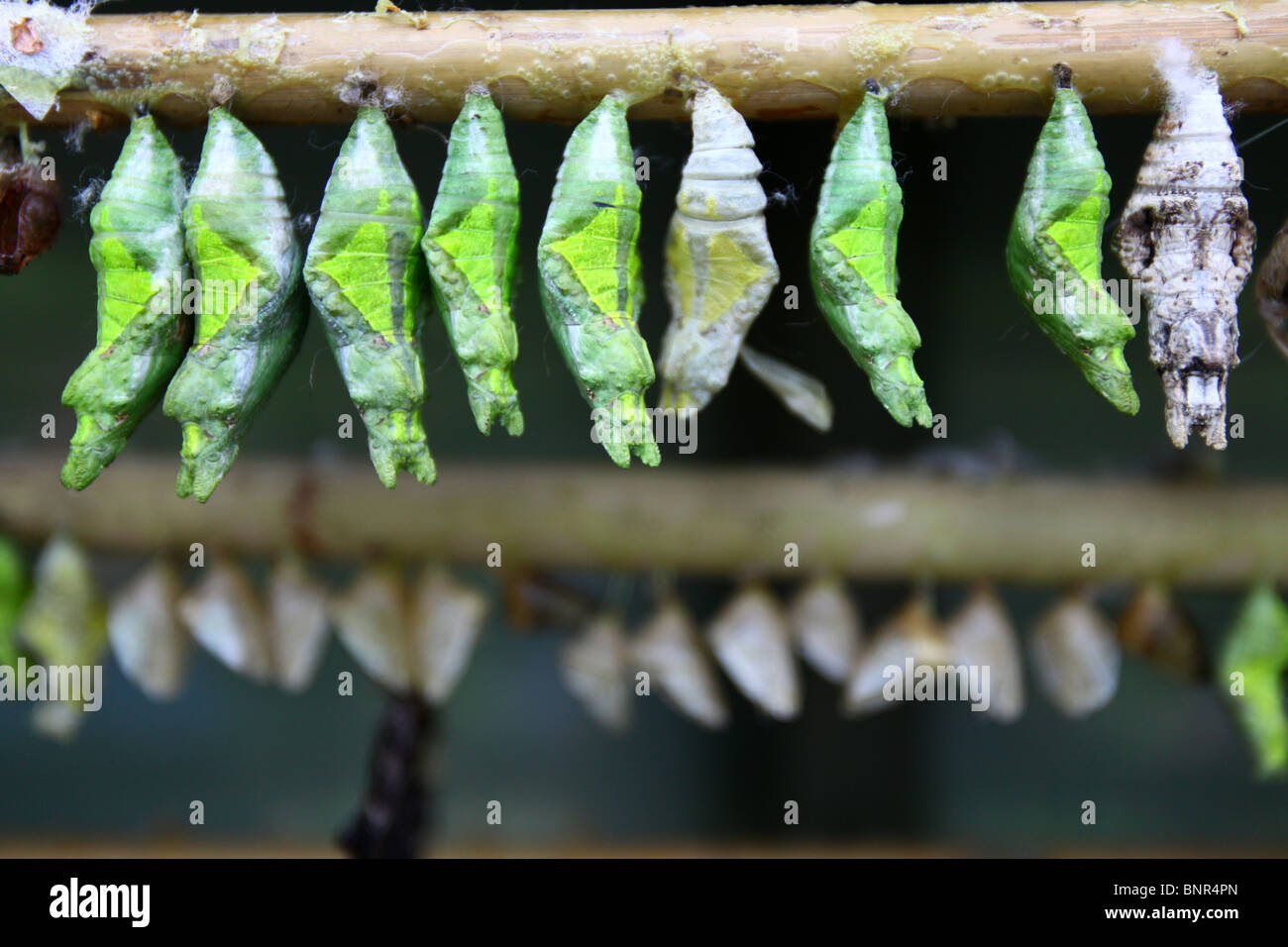 Cocoon hanging on a branch at a butterfly farm Stock Photo - Alamy