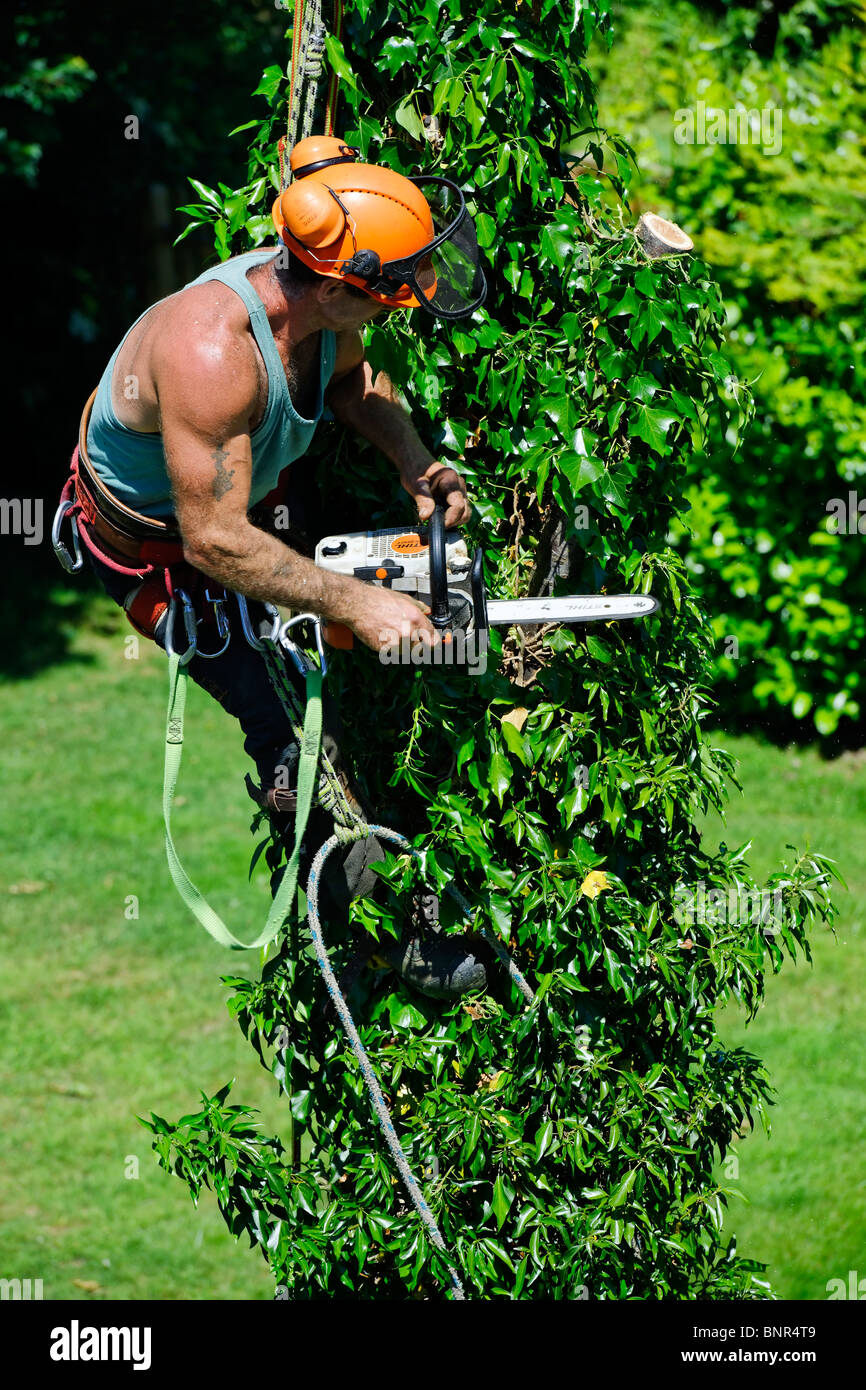 Tree surgeon hi-res stock photography and images - Alamy
