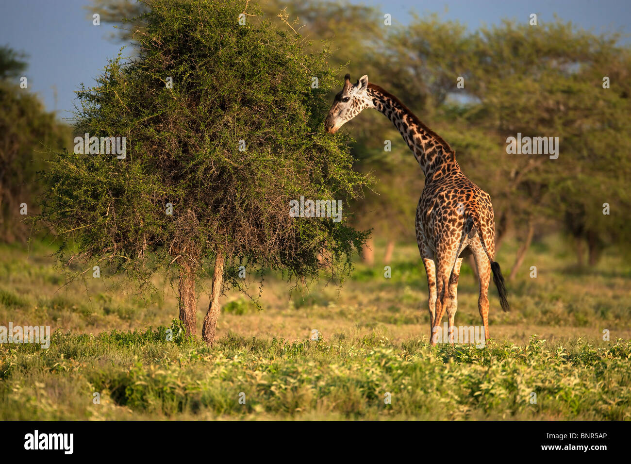 Giraffe eat hi-res stock photography and images - Alamy