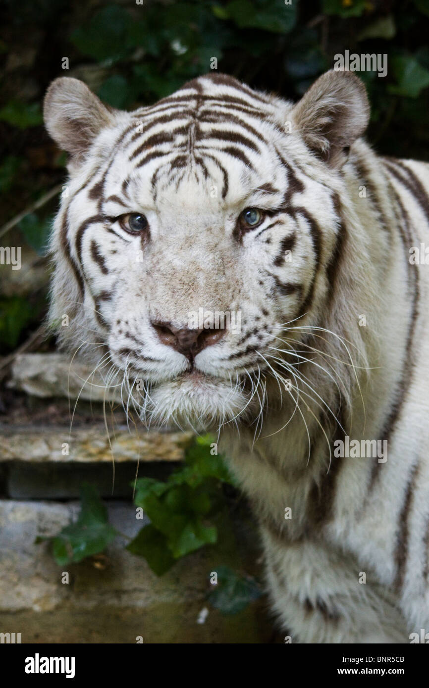 White tiger (Panthera Tigris Stock Photo - Alamy