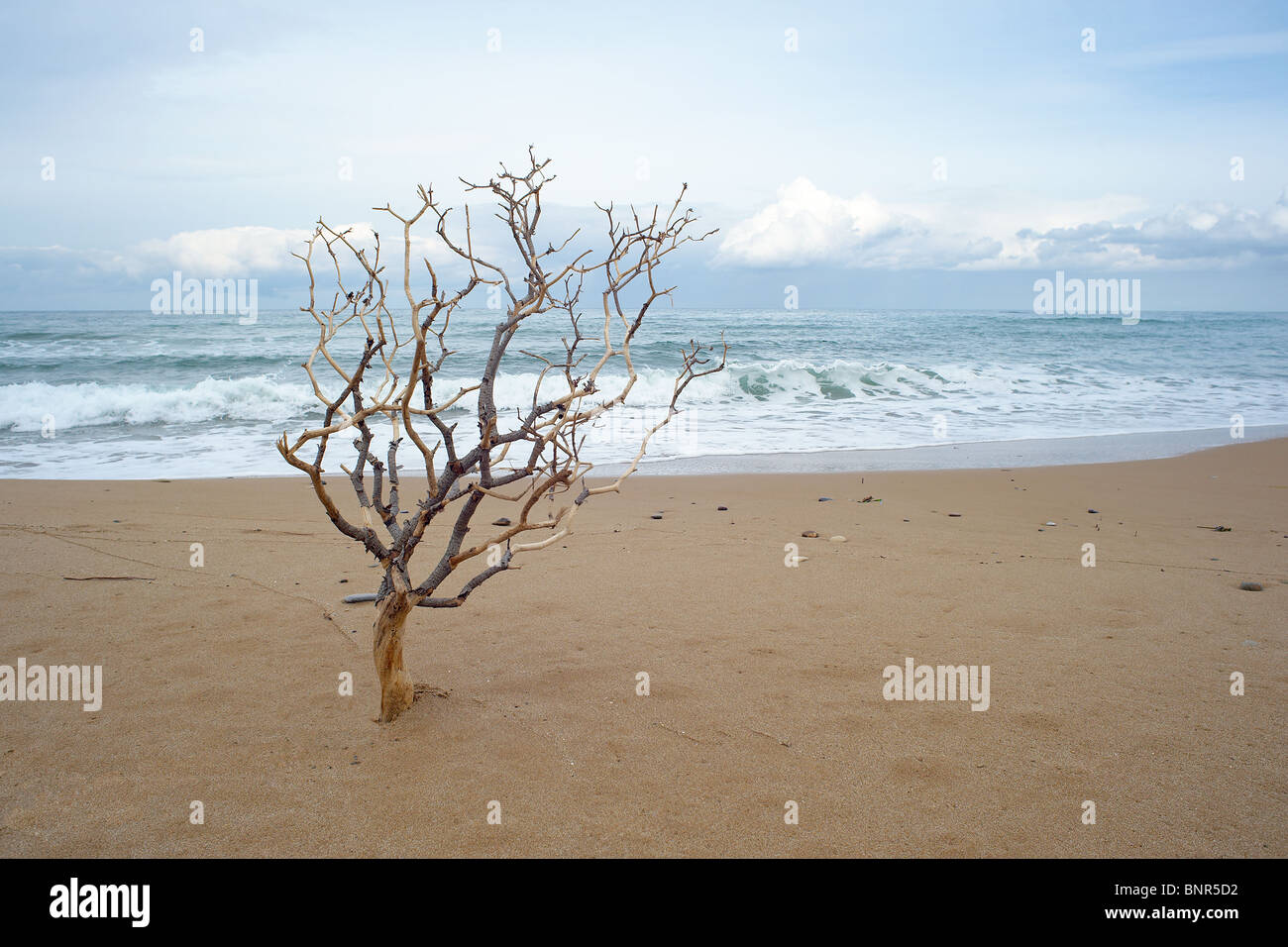 Dead shrub on the beach hi-res stock photography and images - Alamy