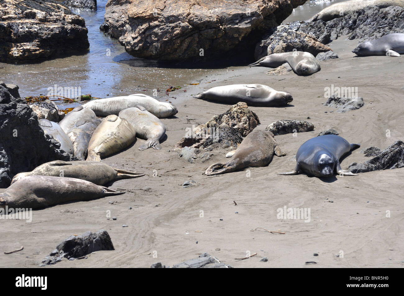 Elephant seals colony during molting period, Piedras Blancas beach ...