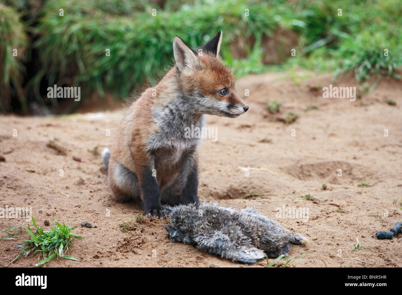 Rabbit and fox hi-res stock photography and images - Alamy