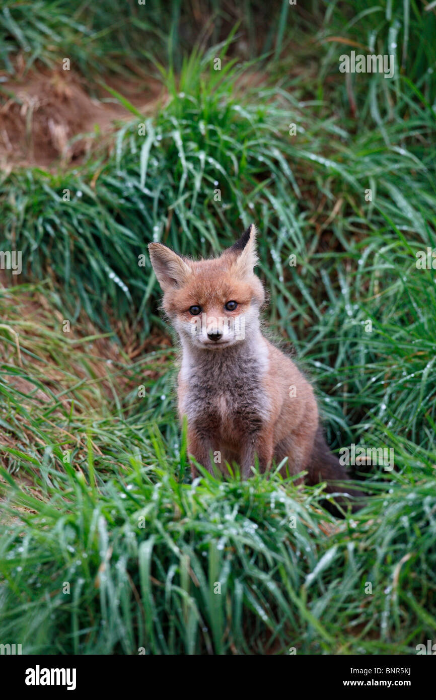 Red fox (Vulpes vulpes) cub sitting near earth Stock Photo - Alamy