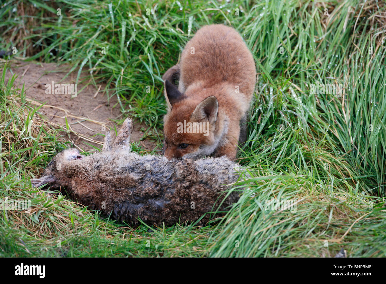 Red fox (Vulpes vulpes) cub with rabbit Stock Photo - Alamy