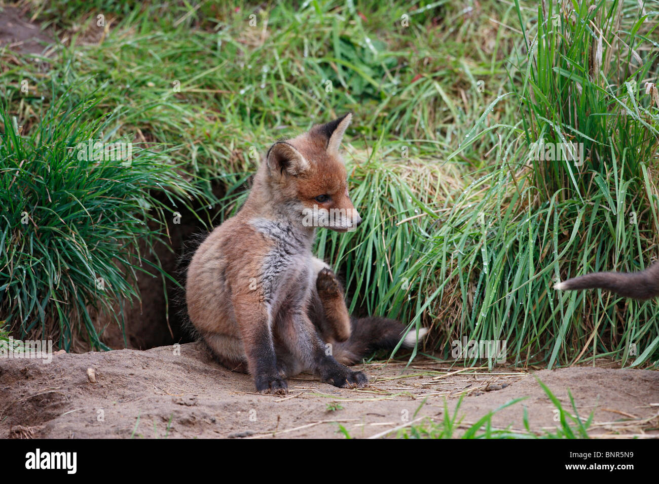 Cub sitting hi-res stock photography and images - Alamy
