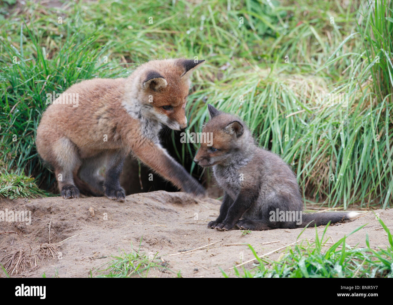 Fox cubs playing hi-res stock photography and images - Alamy