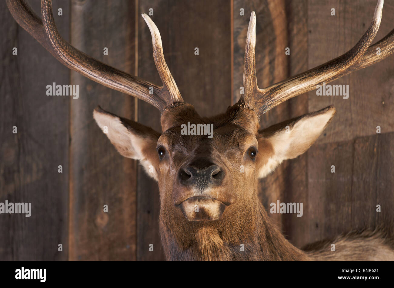 Mounted Stag Head on Cabin Wall Stock Photo - Alamy